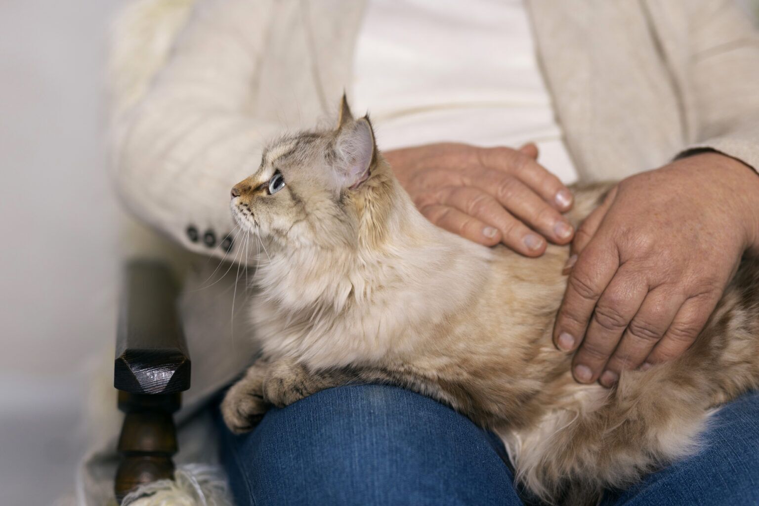 Katteforsikring (2026) → De Bedste katteforsikringer i Danmark